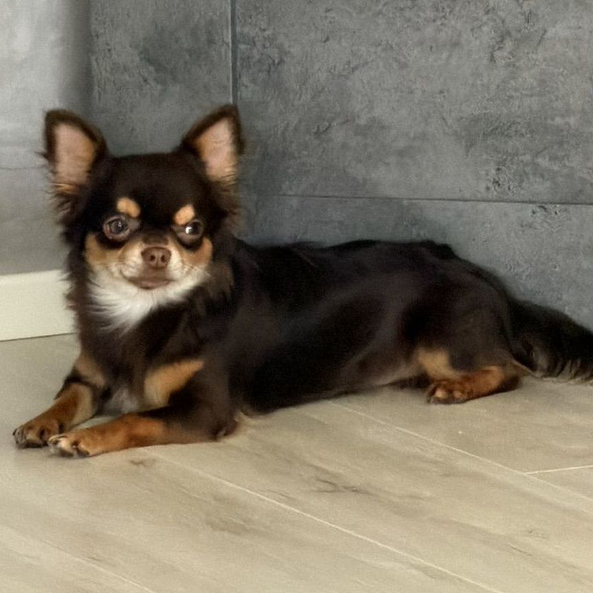 Чихуахуа, щенок