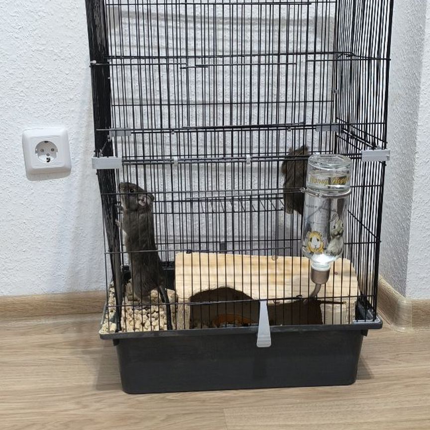 Два дэгу мальчика   трехъярусная клетка, и мелочи