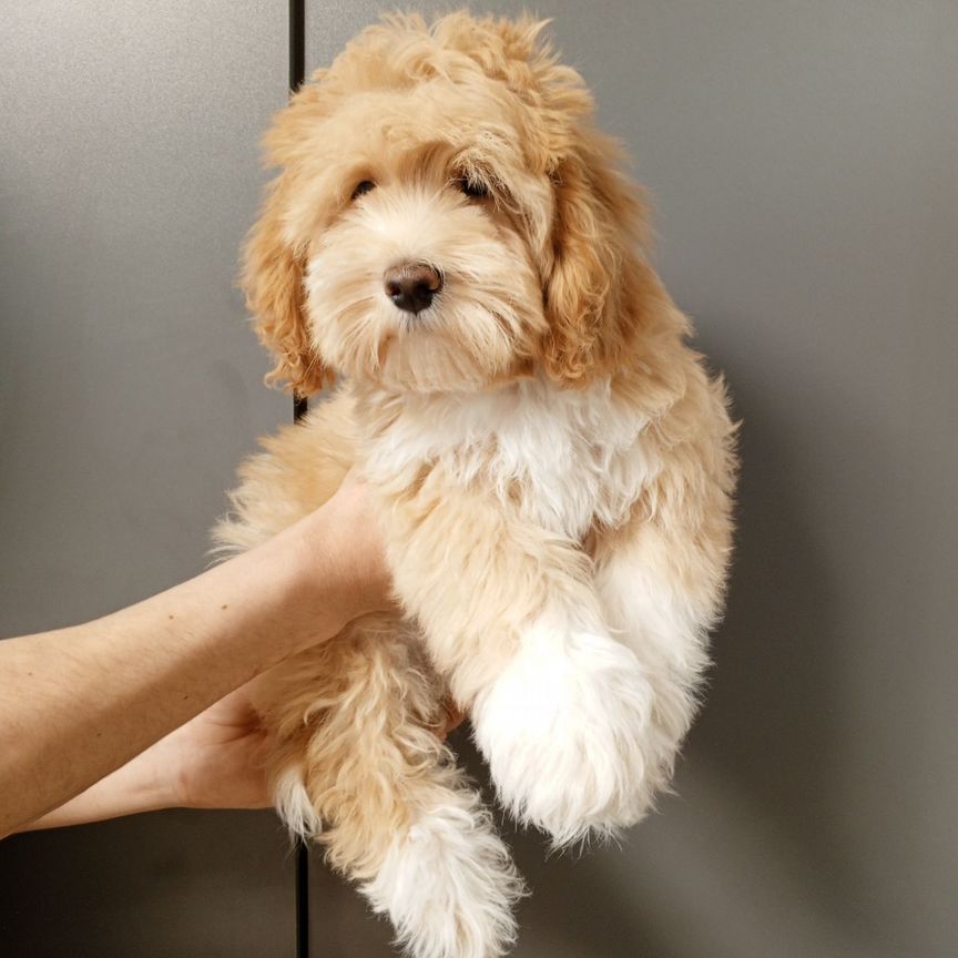 Рыжий мальчик мальтипу