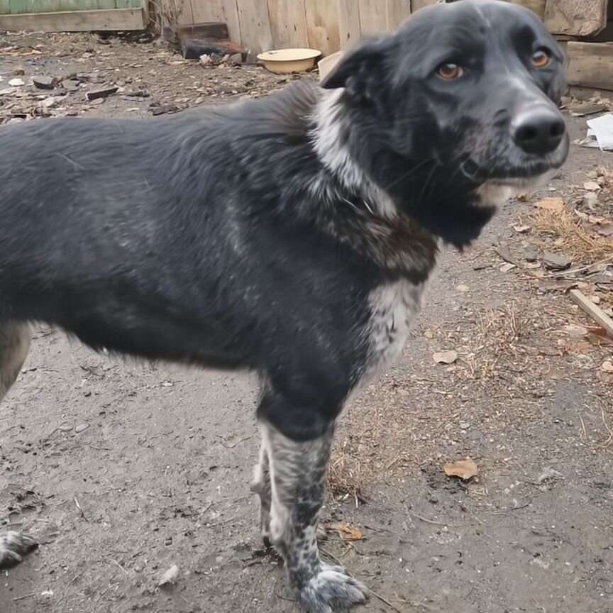 Взрослая собака в добрые руки