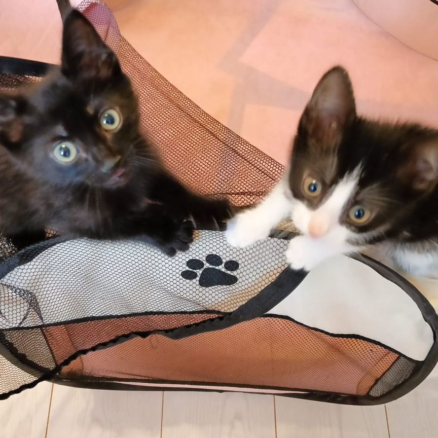Котята в добрые руки