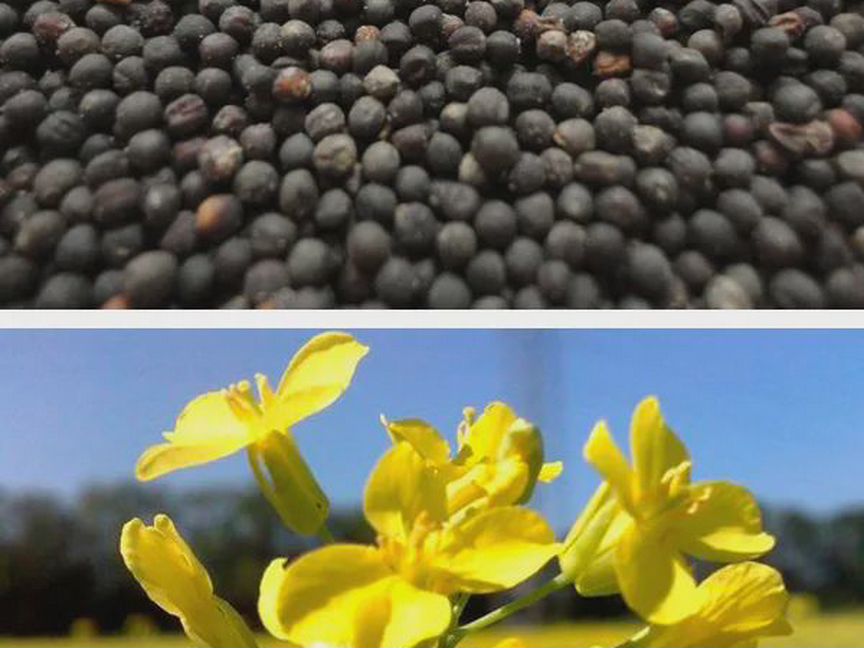 Рапс россыпью