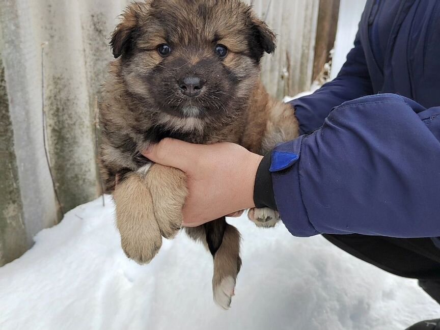 Как же холодно нам, щенкам