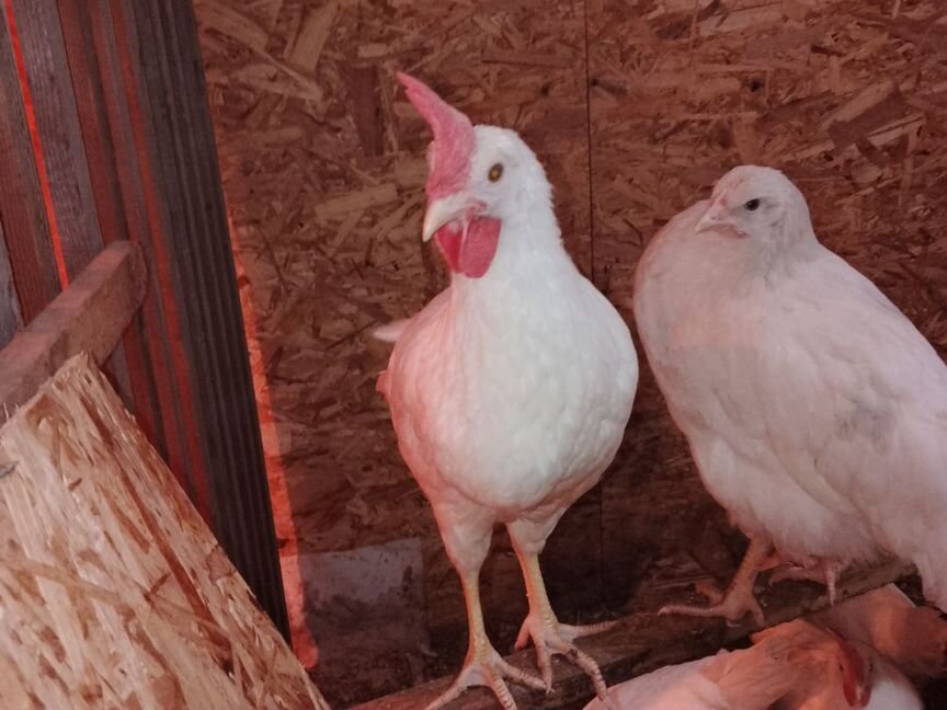 Семья кур несушек