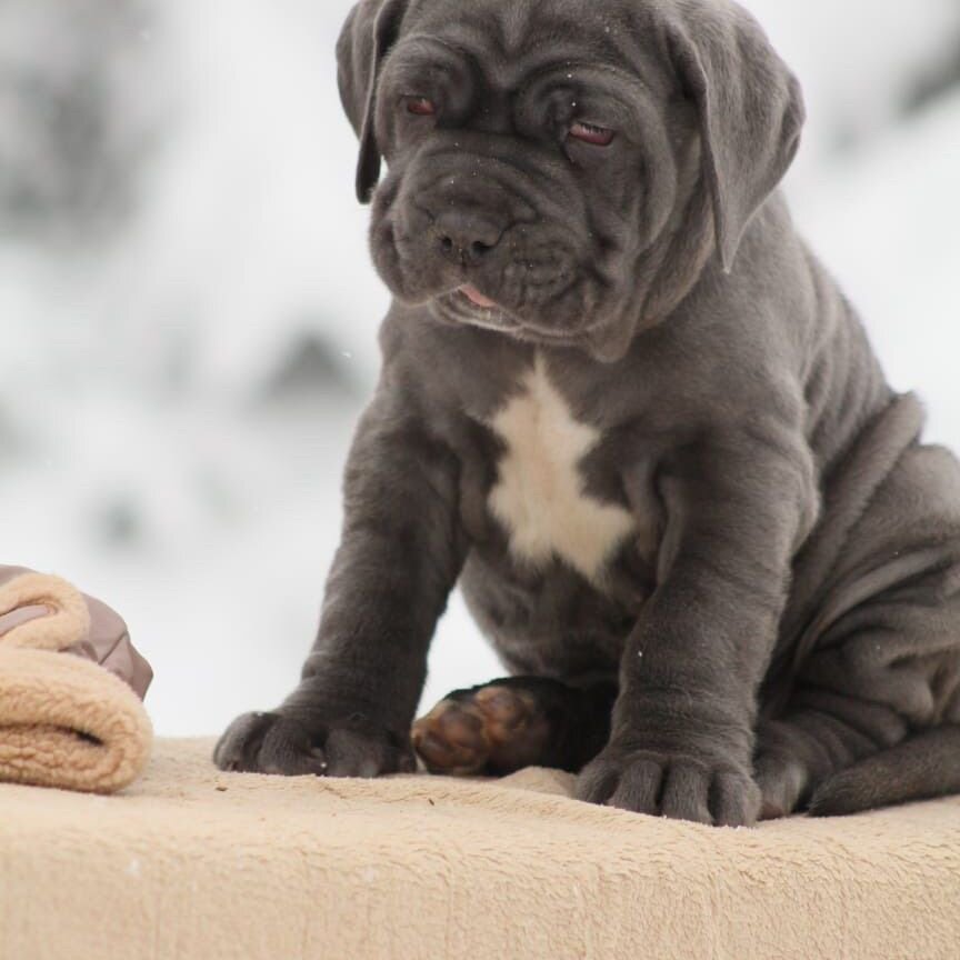 Мальчик мастино