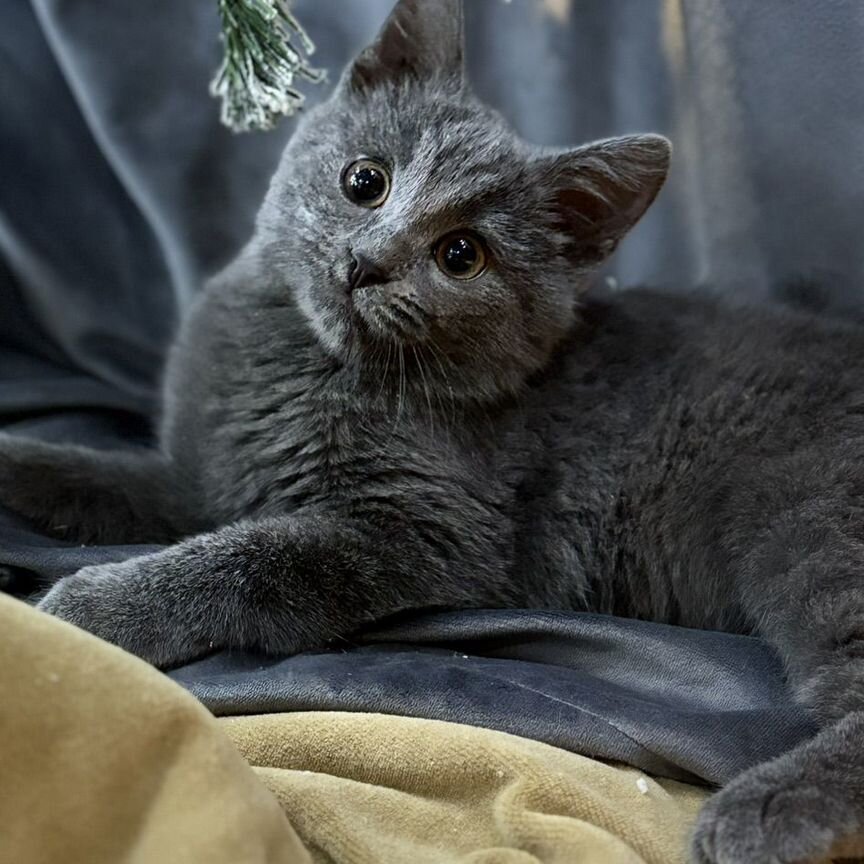 Русский голубой котёнок