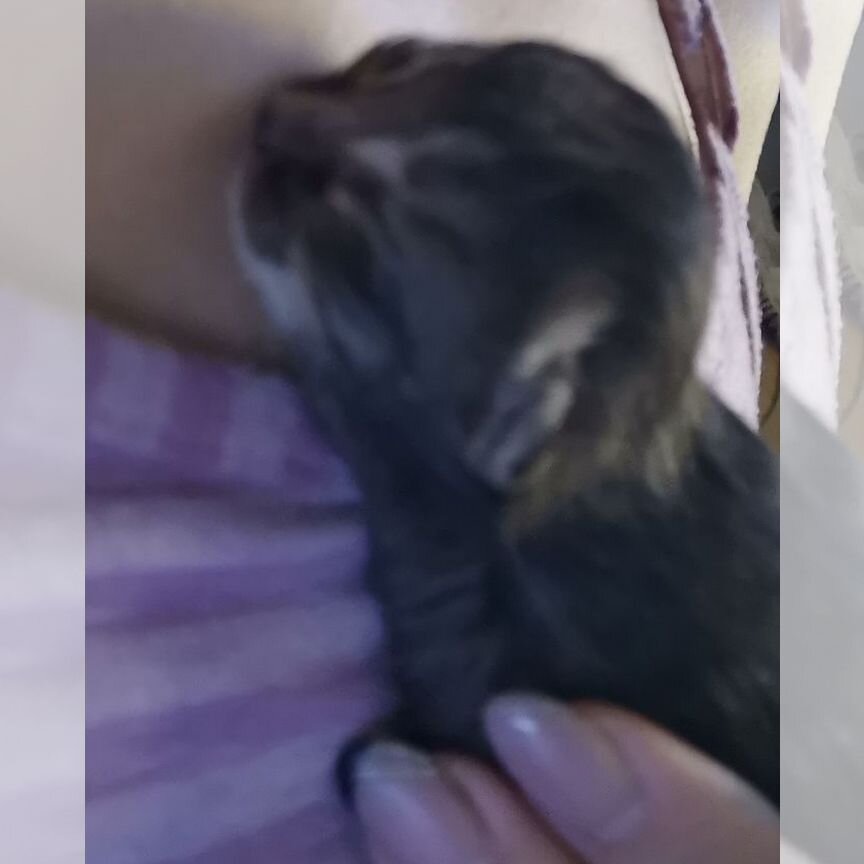 Прекрасный котенок мальчик