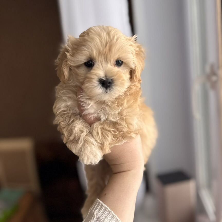 Мальтипу микро