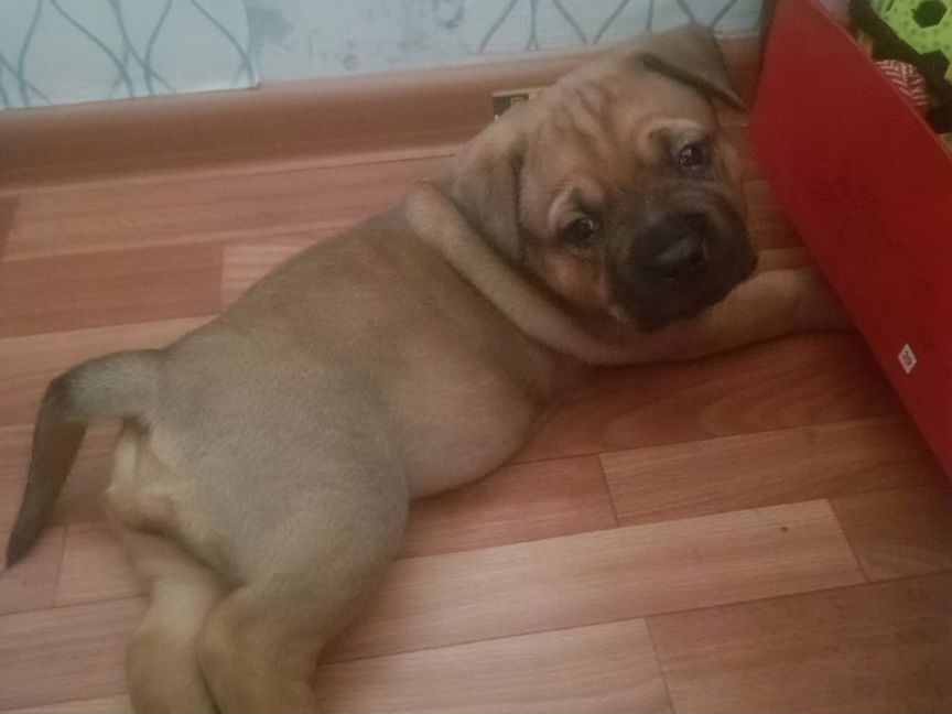 Стаффордширский терьер щенок