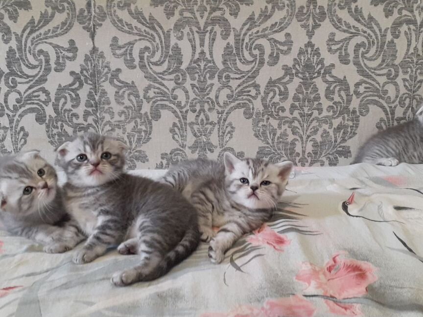 Шотландские котята