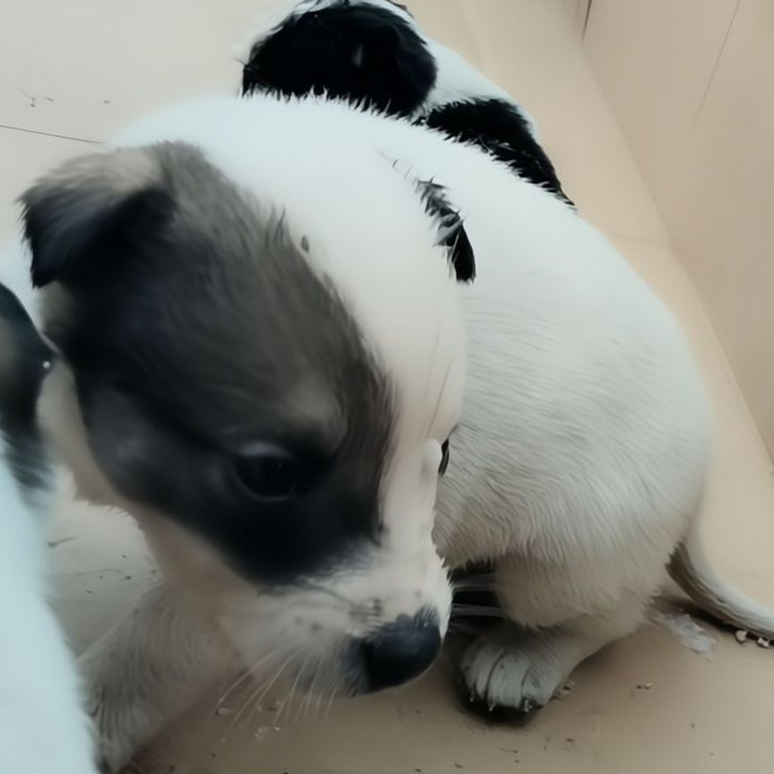 Щенок в добрые руки