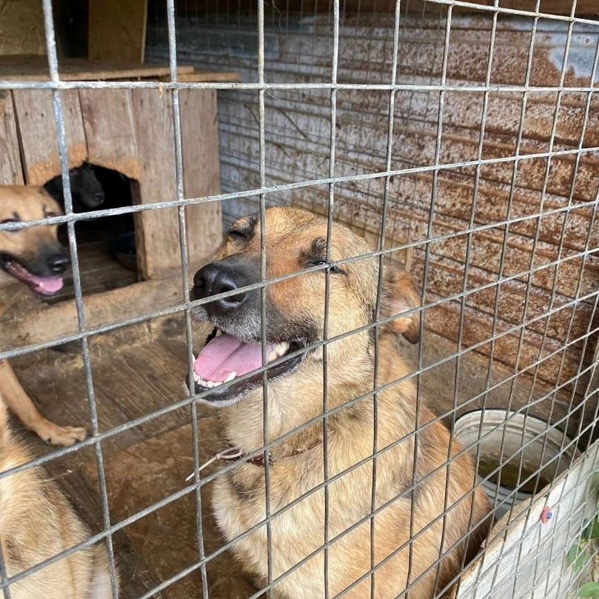 Собака в добрые руки