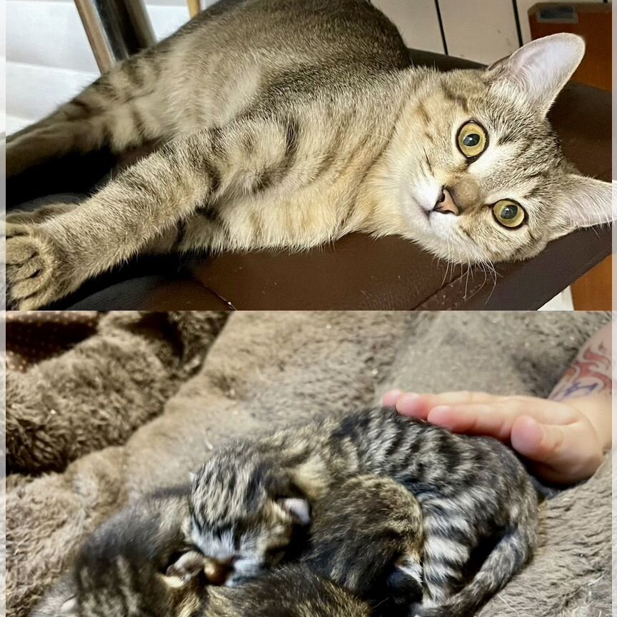 Котята в добрые руки приучены к лотку