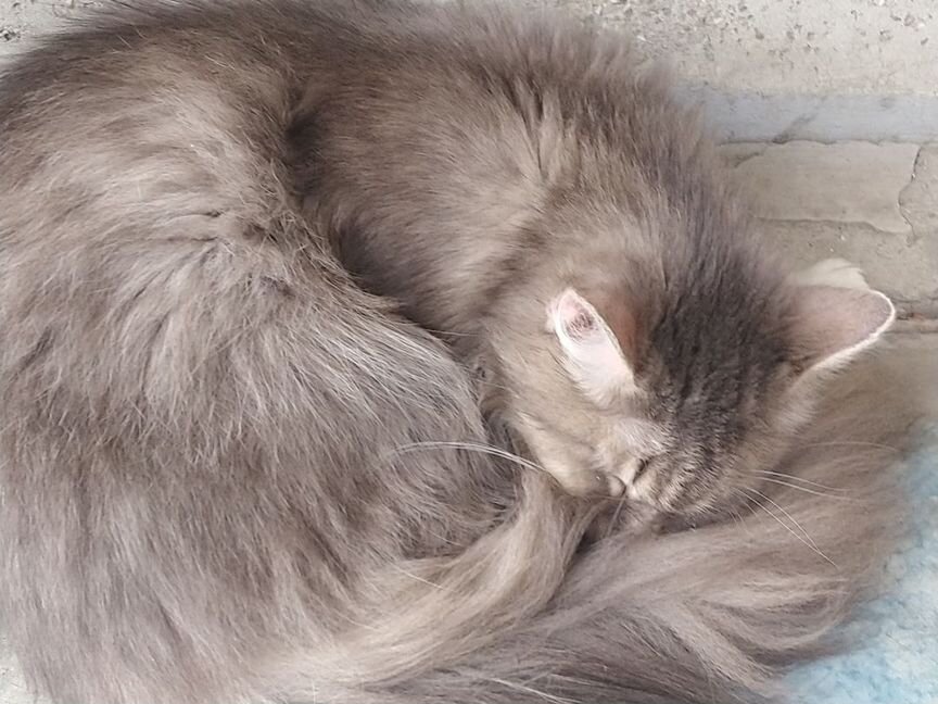 Чей котенок, вчера пришла К. Маркса 92