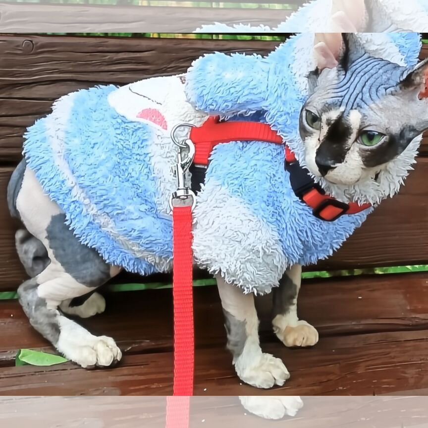 Канадский сфинкс котёнок