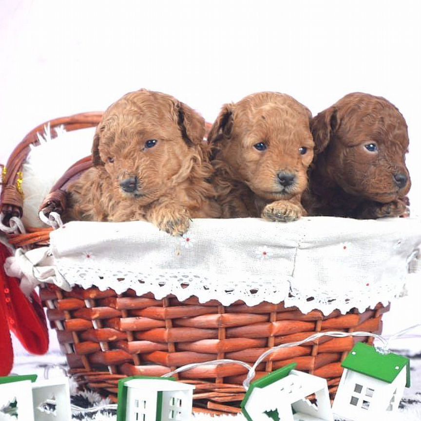 Пудель, щенок