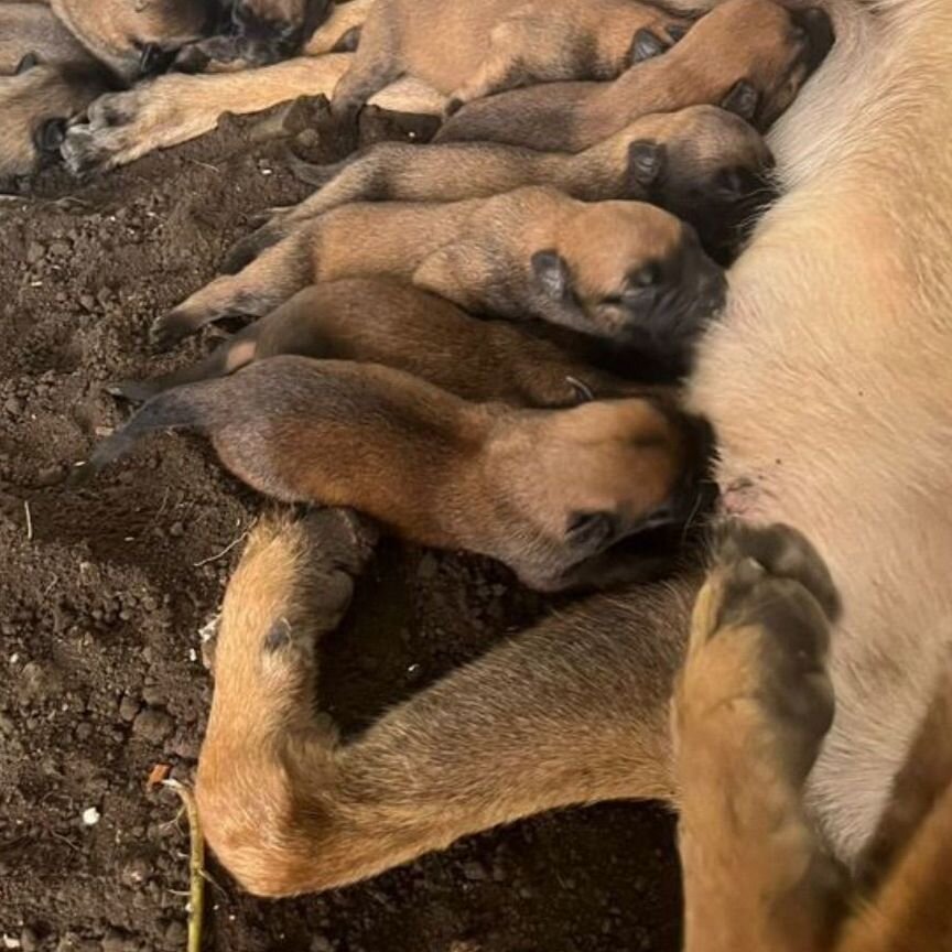 Бельгийская овчарка малинуа