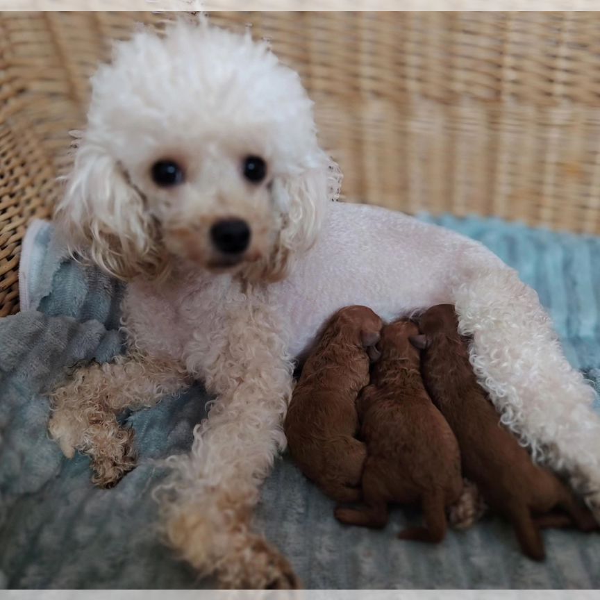 Пудель, щенок