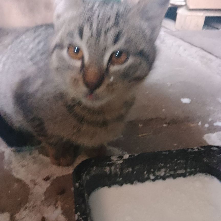 Отдам бесплатно котенка (кот) 2 месячного