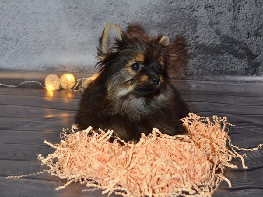 Йоркширского терьера щенки