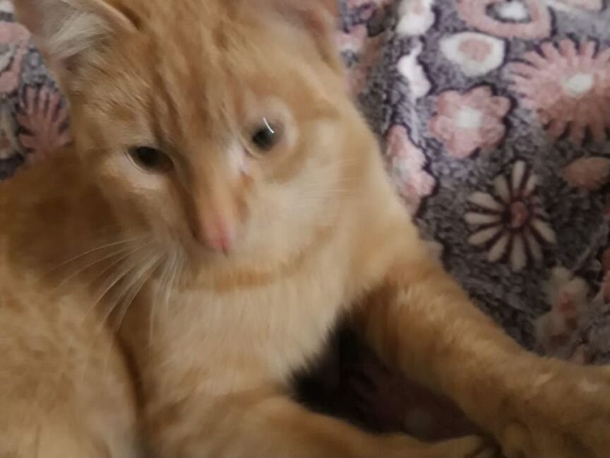 Отдам молодого рыжего котика за небольшую сумму