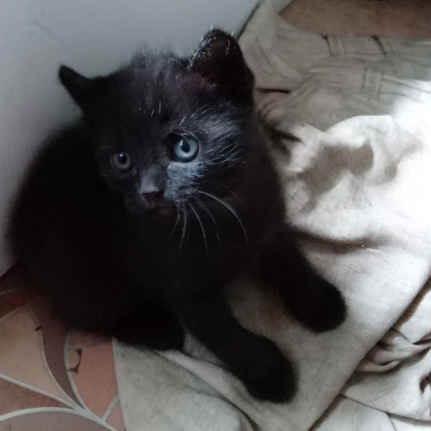 Котенок