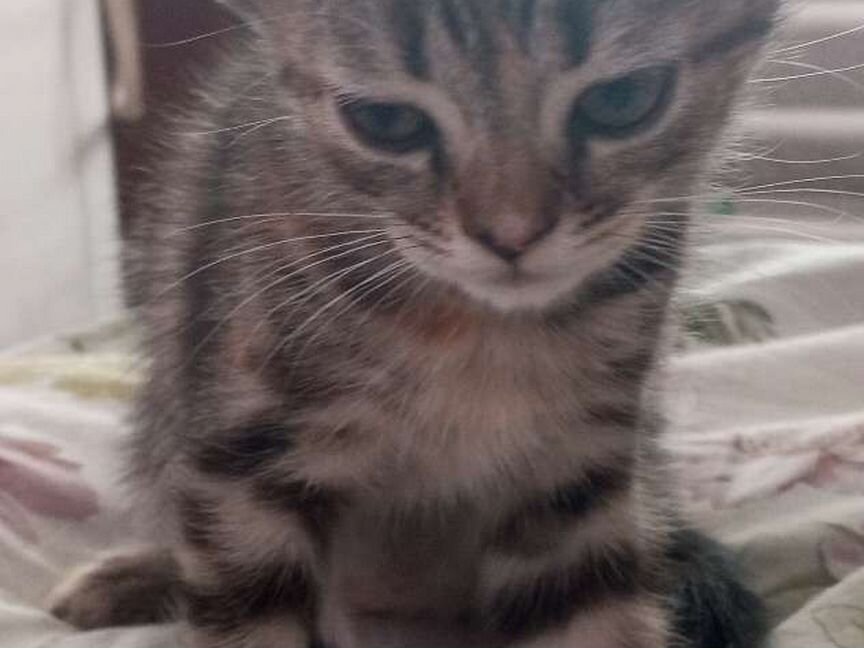 Котëнок