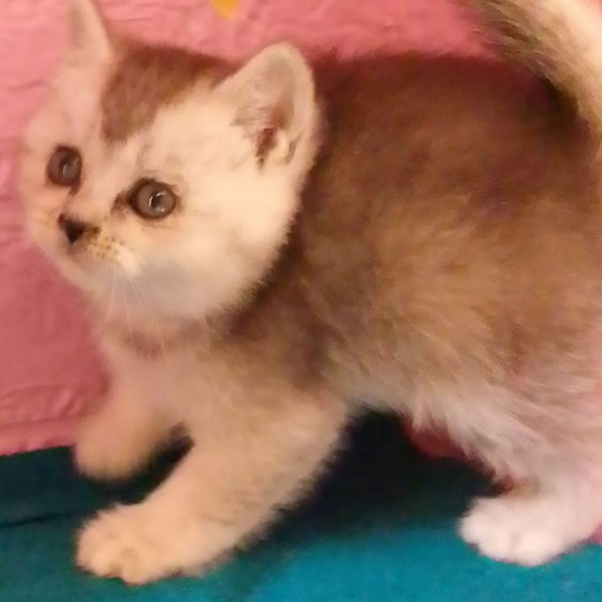 Шотландские котята