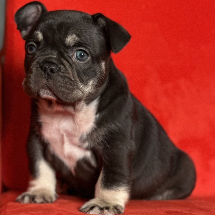 Французский бульдог, щенок
