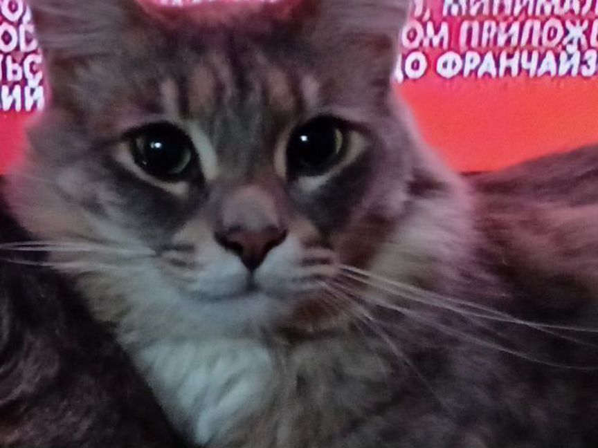 Потерялся кот