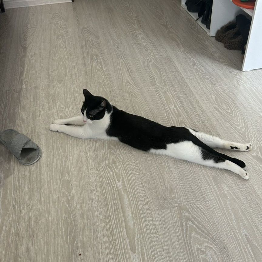 Шотландский прямоухий короткошёрстный котёнок