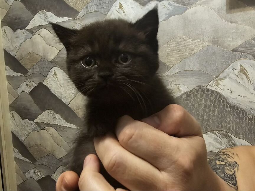 Кошки