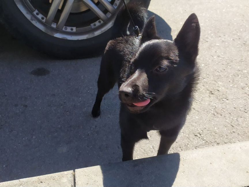 Шипперке в добрые руки