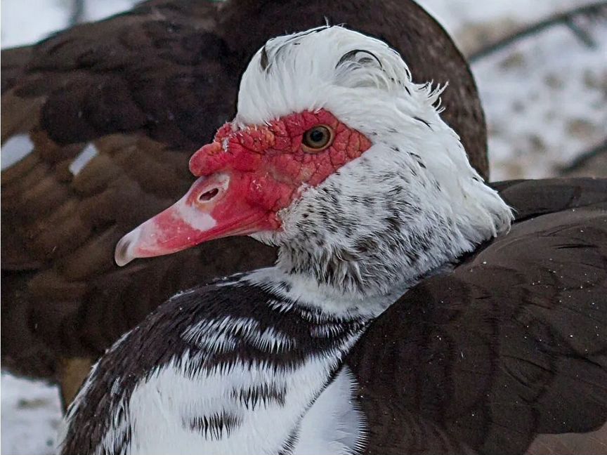 Индаутка мальчик 1 шт