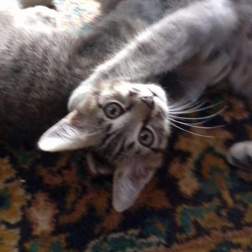 Отдам бесплатно котенка(мальчик) 2 месяца