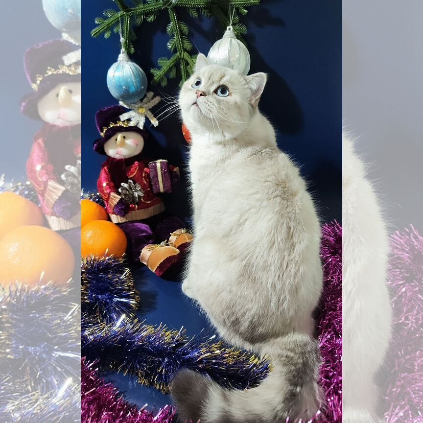 Шотландский котик