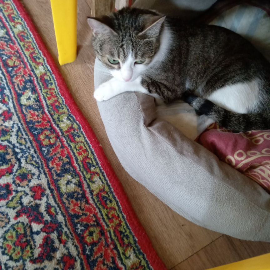 Кошка
