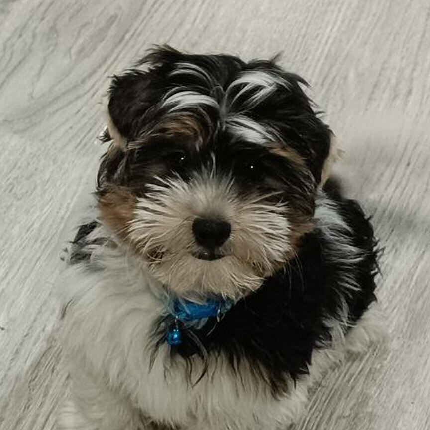 Йоркширский терьер, щенок