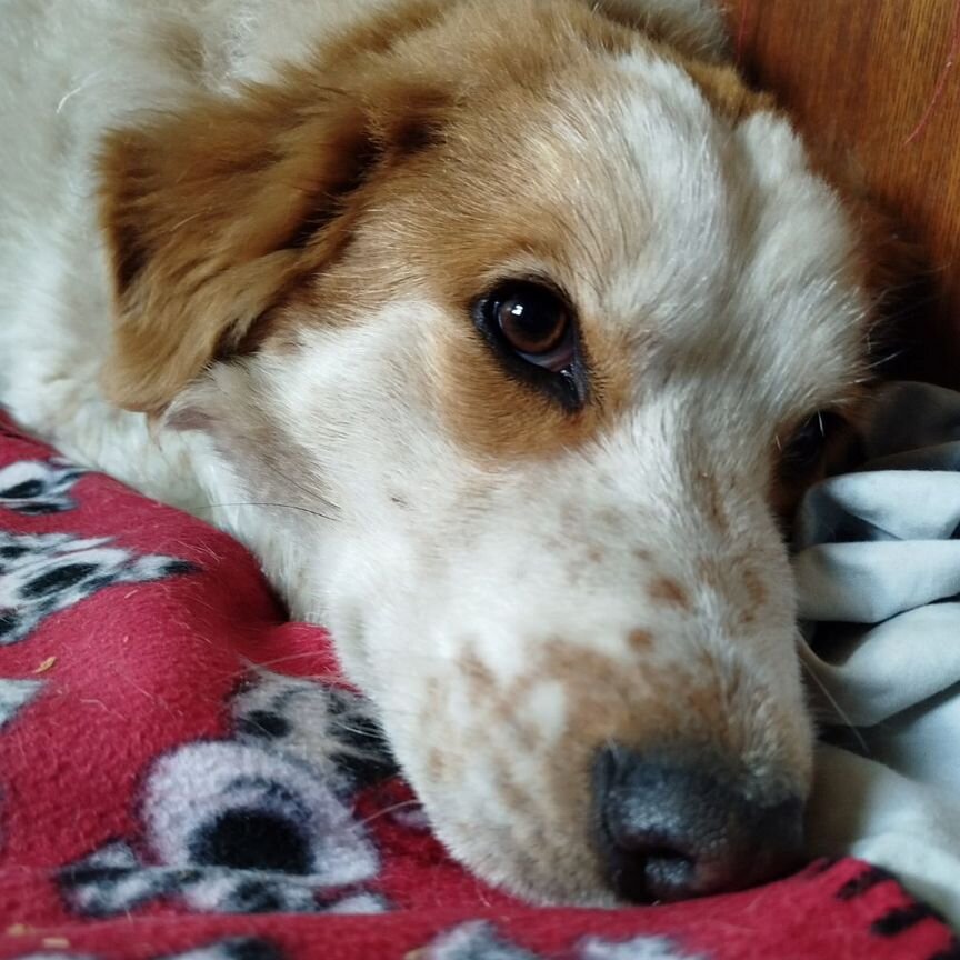 Собака в добрые руки