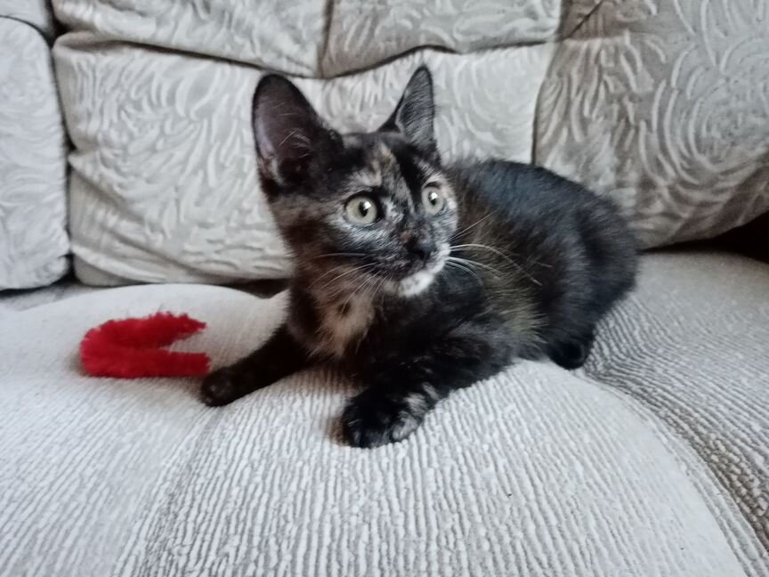 Котёнок девочка ищет семью