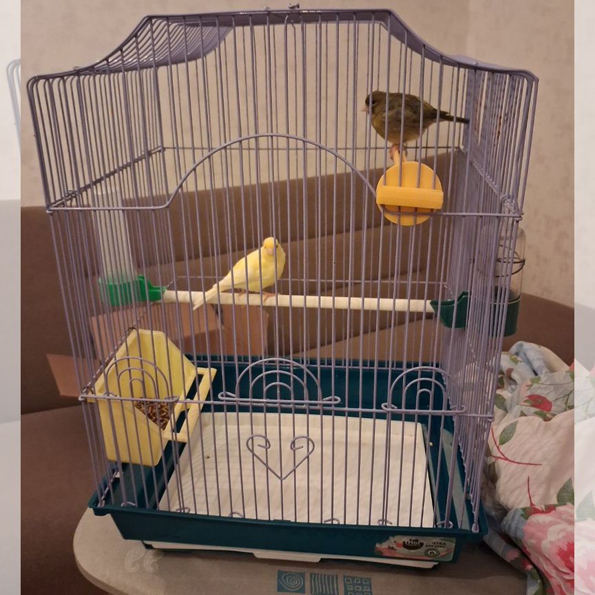 Канарейки с клеткой