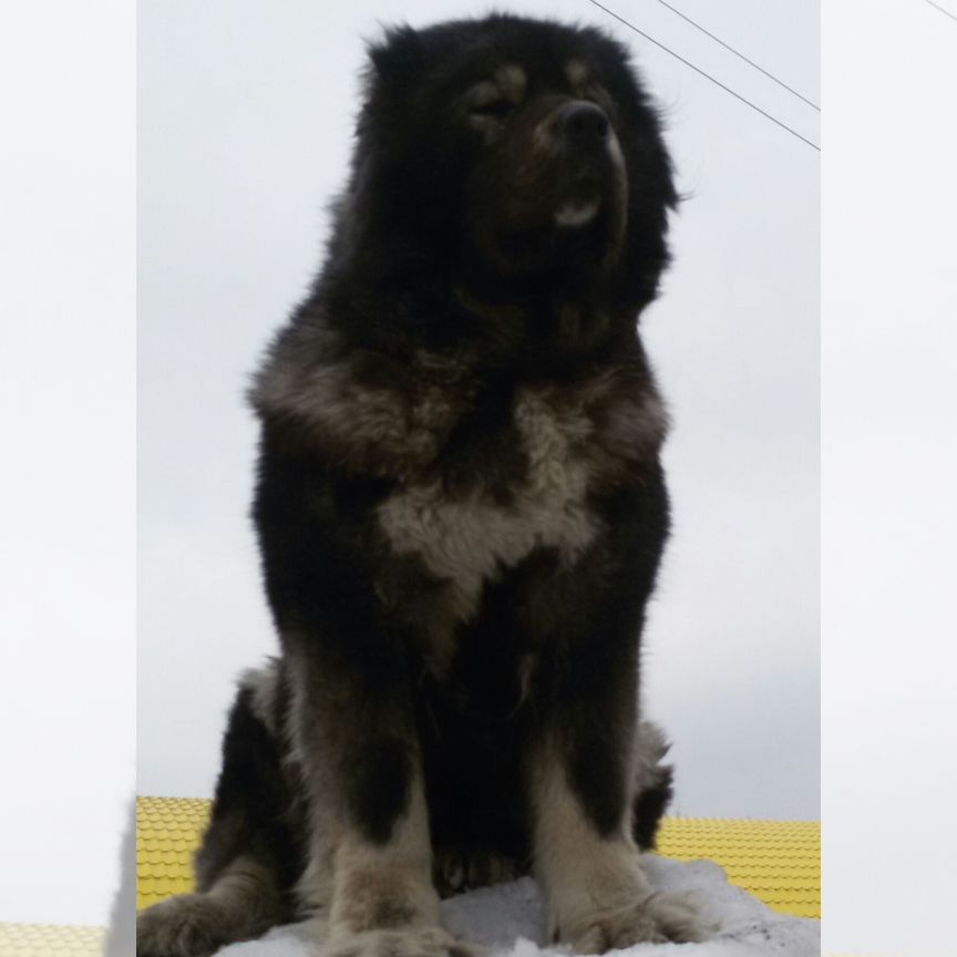 Кавказская овчарка, взрослая собака