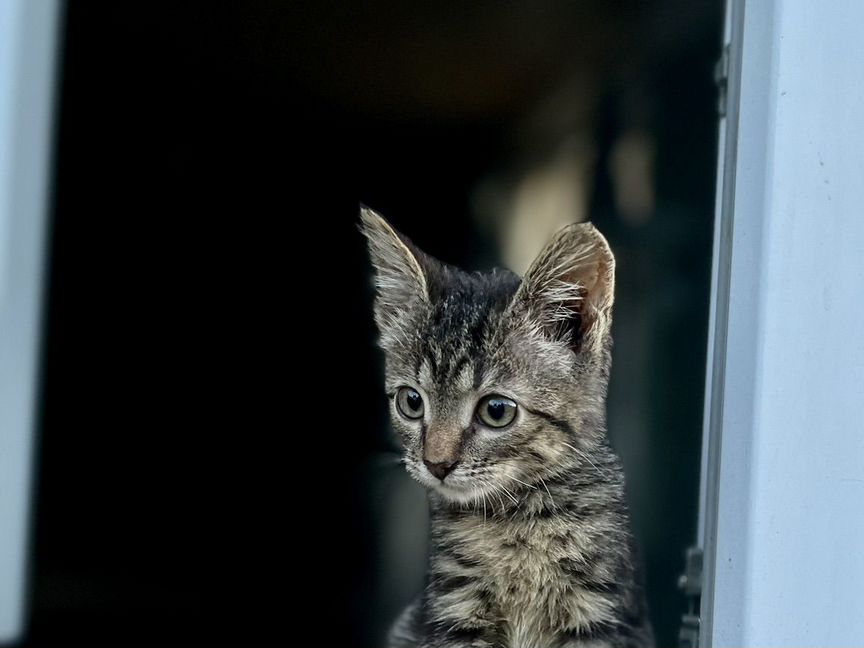 Котенок