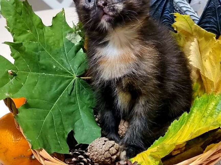 Отдам котят в добрые руки