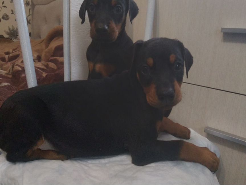 Щенки добермана