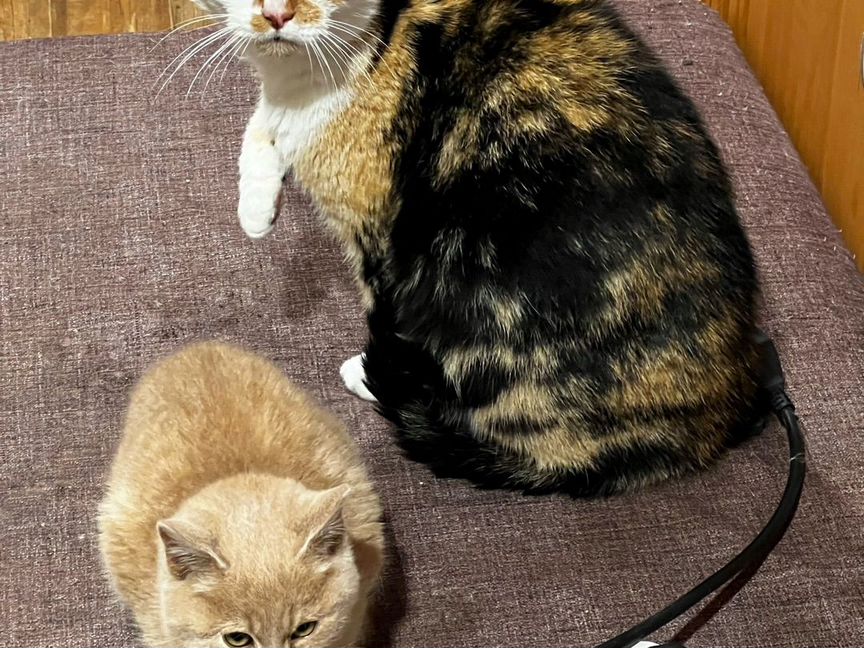 Кошки в добрые руки