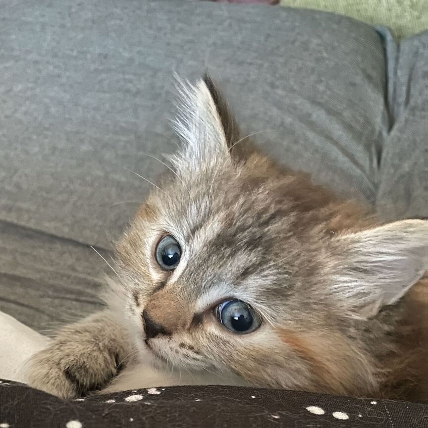 Котёнок в добрые руки