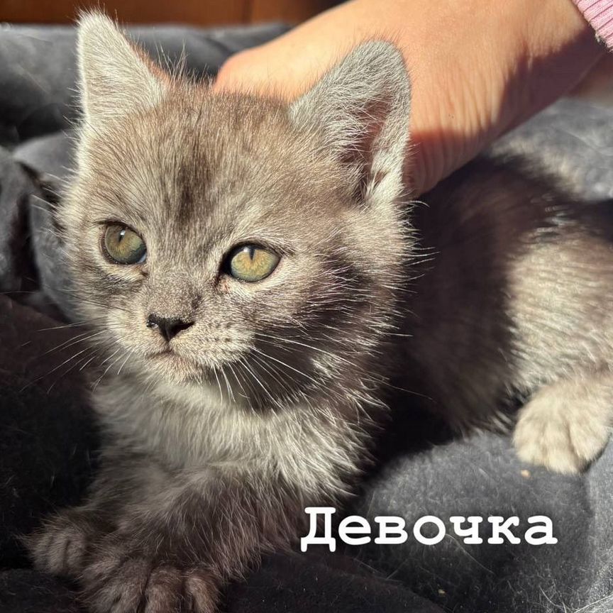 Отдам котят в хорошие руки