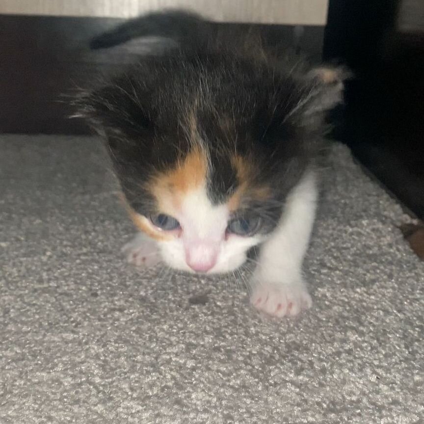 Вислоухие котята