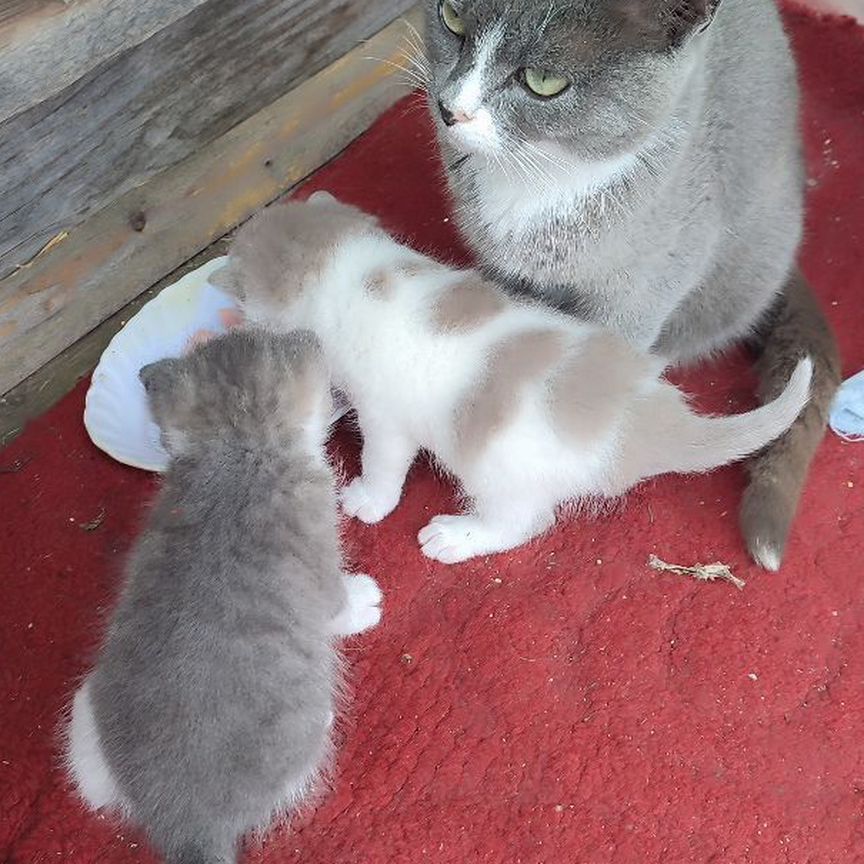 Котята в добрые руки